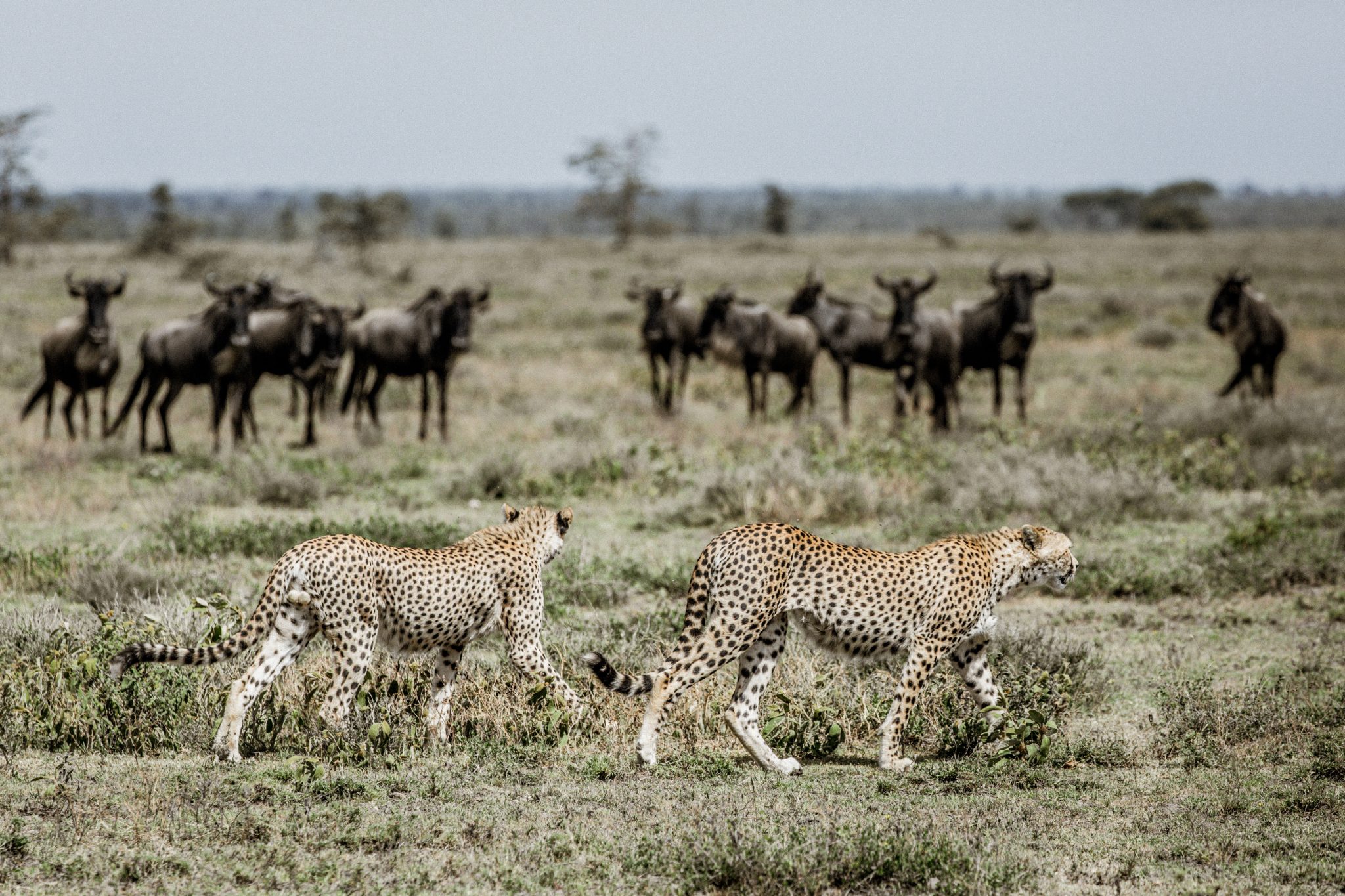 Top 8 Destinations to Spot Cheetah in the Wild - Ganders Travel