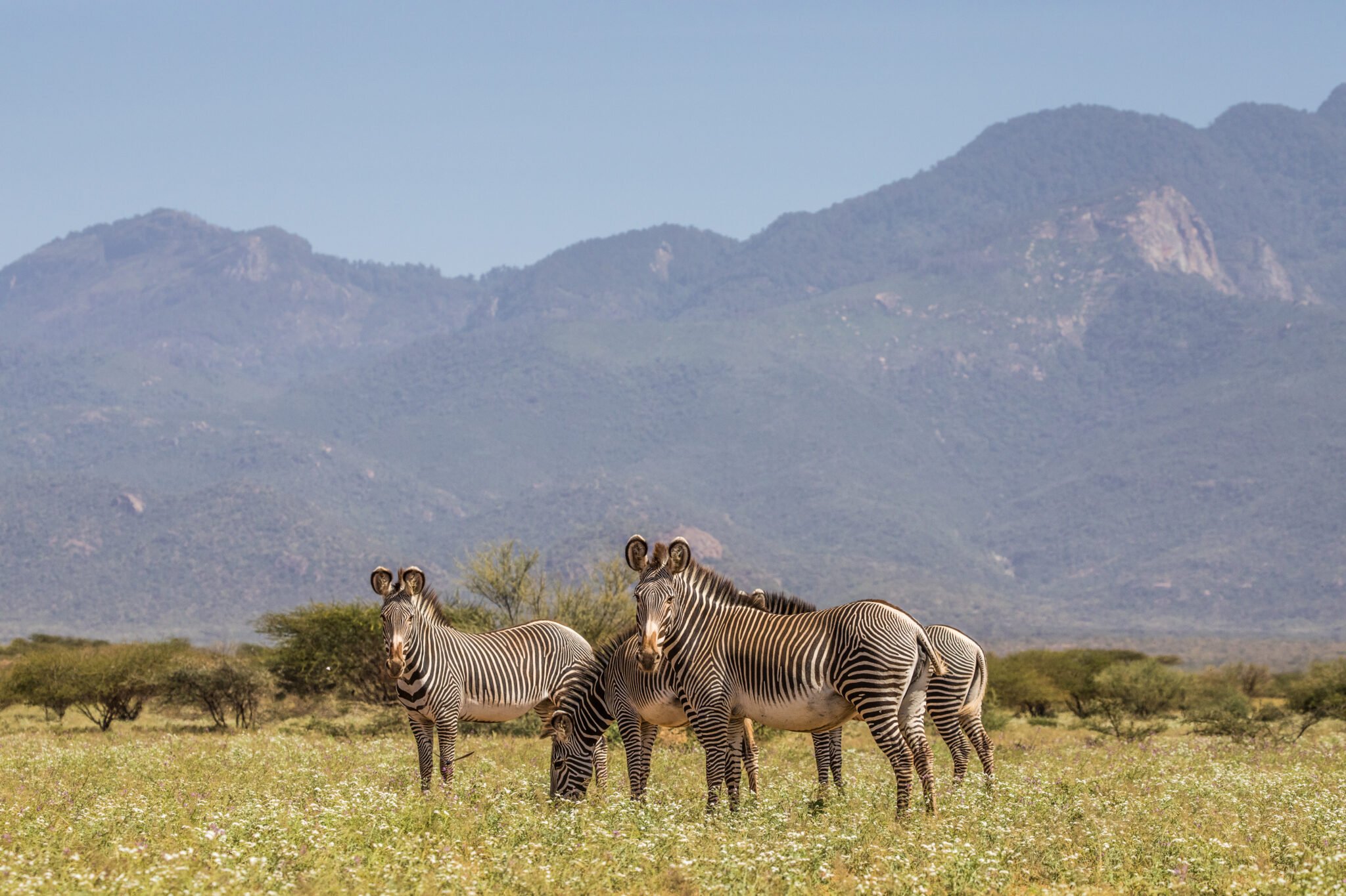 Iconic Kenya, 4 amazing wildlife areas beyond the Mara - Ganders Travel