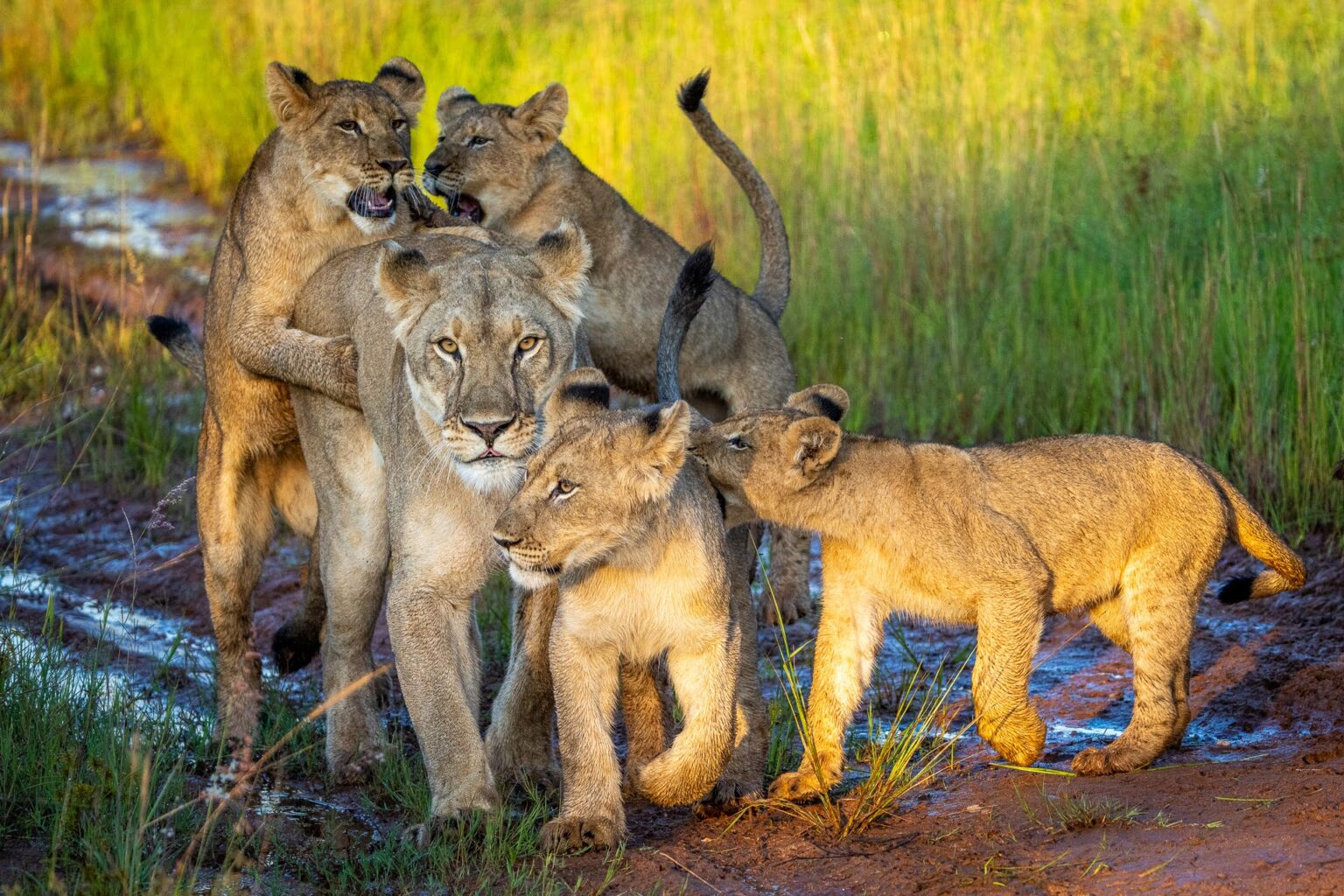 Lapalala Wilderness Reserve : A Hidden Gem - Ganders Travel
