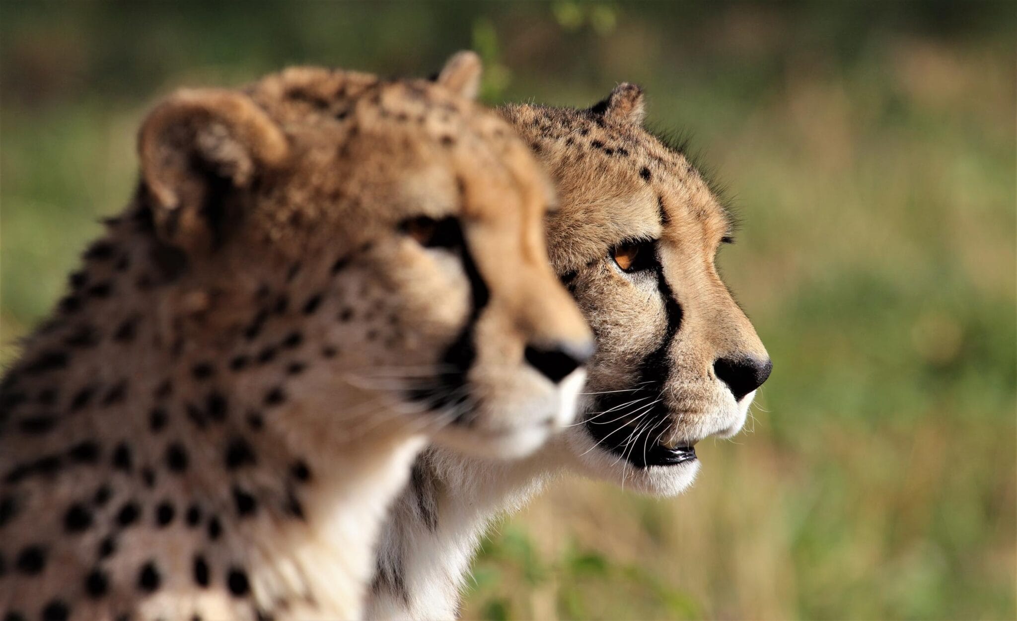 Top 8 Destinations to Spot Cheetah in the Wild - Ganders Travel