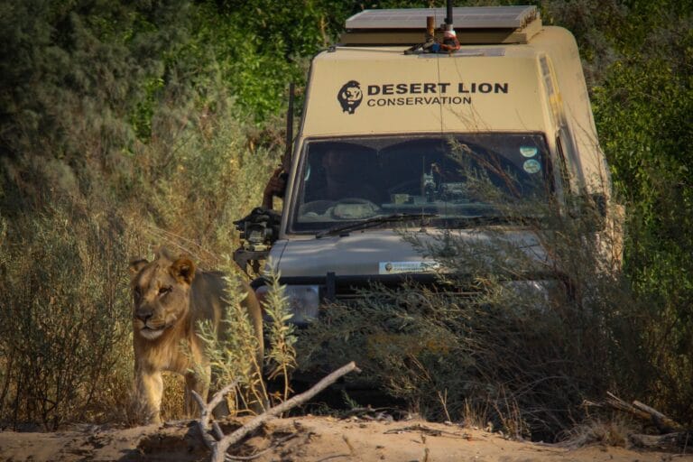 Desert Lion Conservation Safari - Ganders Travel