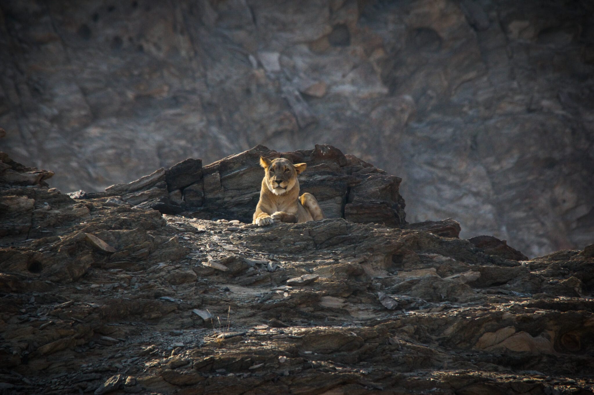 Desert Lion Conservation Safari - Ganders Travel
